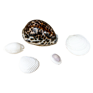 Authentic Indian Ocean Seashell Collection - Safari Art House Ltd